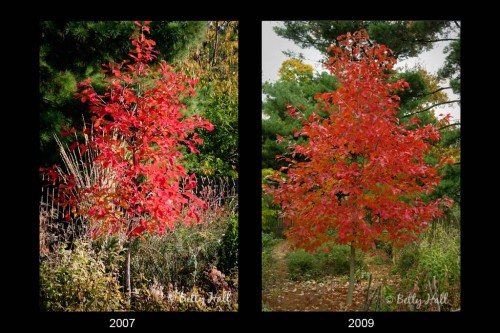 Black gum in October - Betty Hall Photography